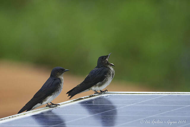 Hirondelle chalybée - loep295326