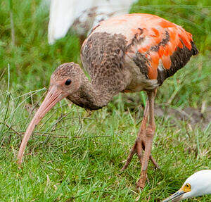 Ibis rouge - Eudocimus ruber