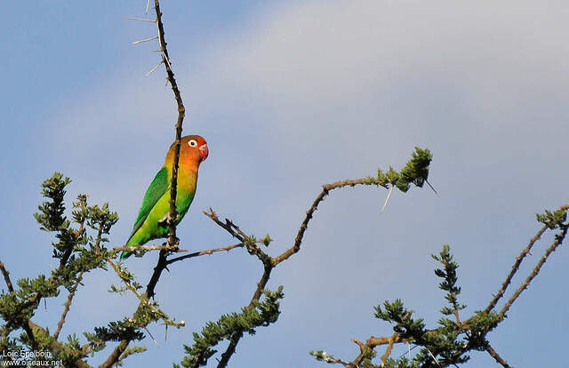 Inséparable de Fischer adulte - loep131138
