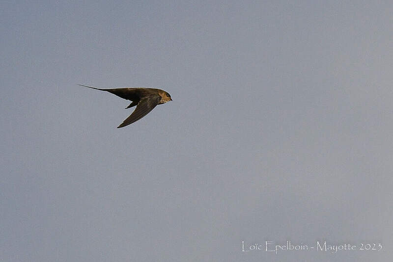 African Palm Swift - Cypsiurus parvus - loep356610