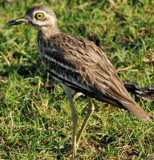 Indian Stone-curlew - Burhinus indicus