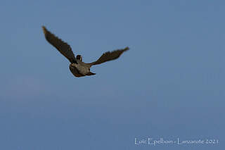 Perdrix gambra - loep323192