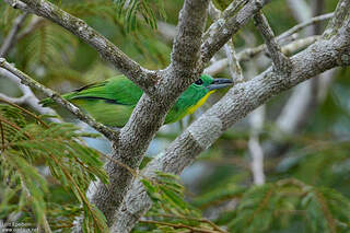 Smaragdan émeraude adulte - loep198329