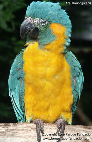 Blue-throated Macaw - Ara glaucogularis