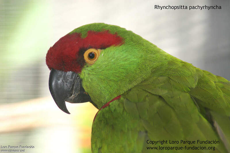 Thick-billed Parrot - Rhynchopsitta pachyrhyncha - lpfu46289