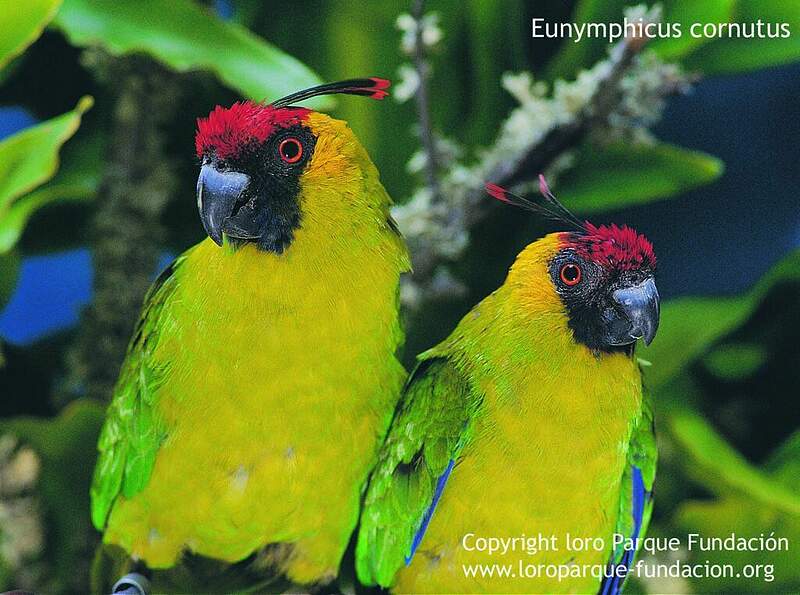 Horned Parakeet - Eunymphicus cornutus - lpfu46312
