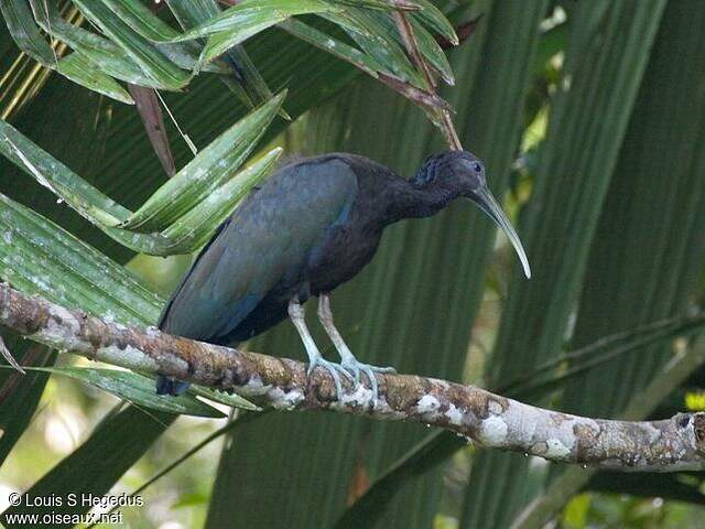 Green Ibis - Mesembrinibis cayennensis - lohe11760