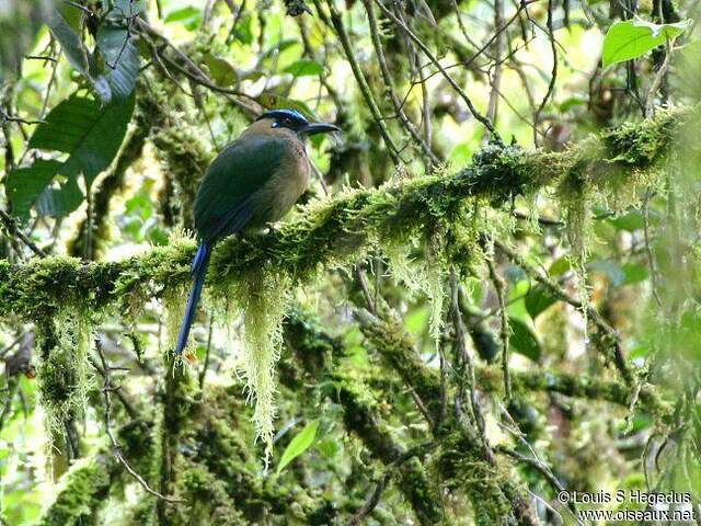 Andean Motmot - Momotus aequatorialis - lohe11779