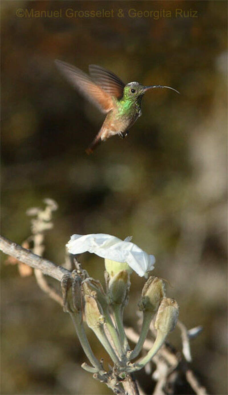 Berylline Hummingbird - Saucerottia beryllina adult - magr25579