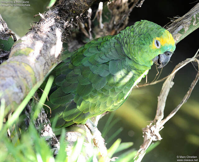 Amazone à front jaune - mach48996