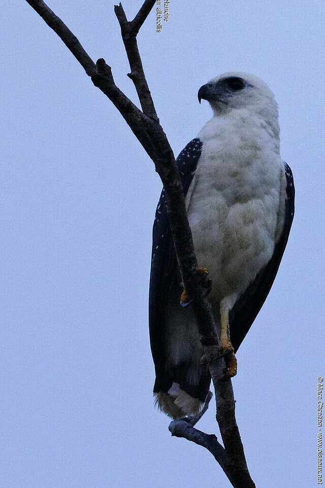 Buse blanche - mach135433