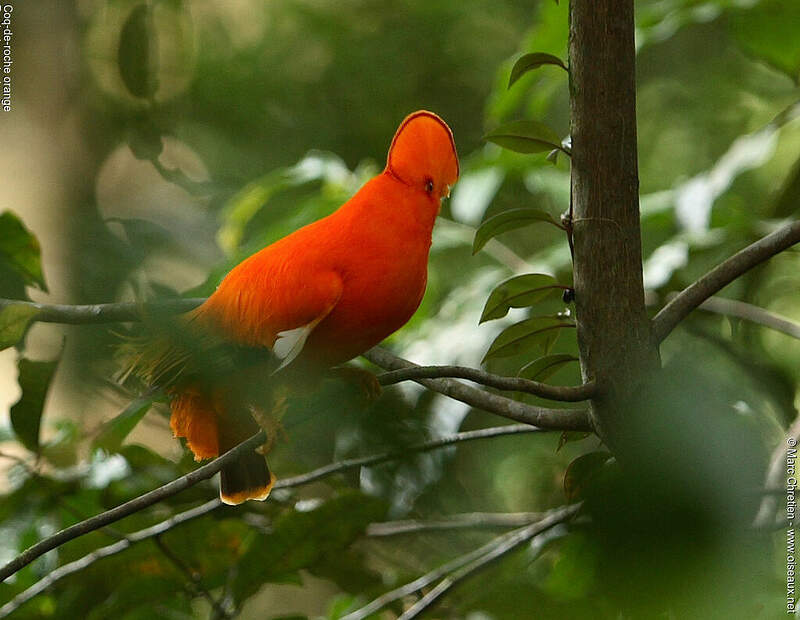 Coq-de-roche orange mâle adulte - mach42940