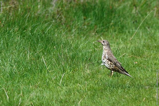 Grive draine adulte - mach69121