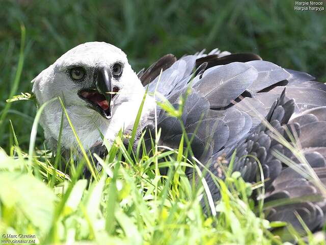 Harpie féroce adulte - mach55544