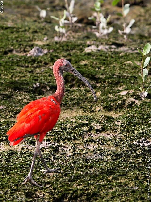 Ibis rouge adulte - mach50744