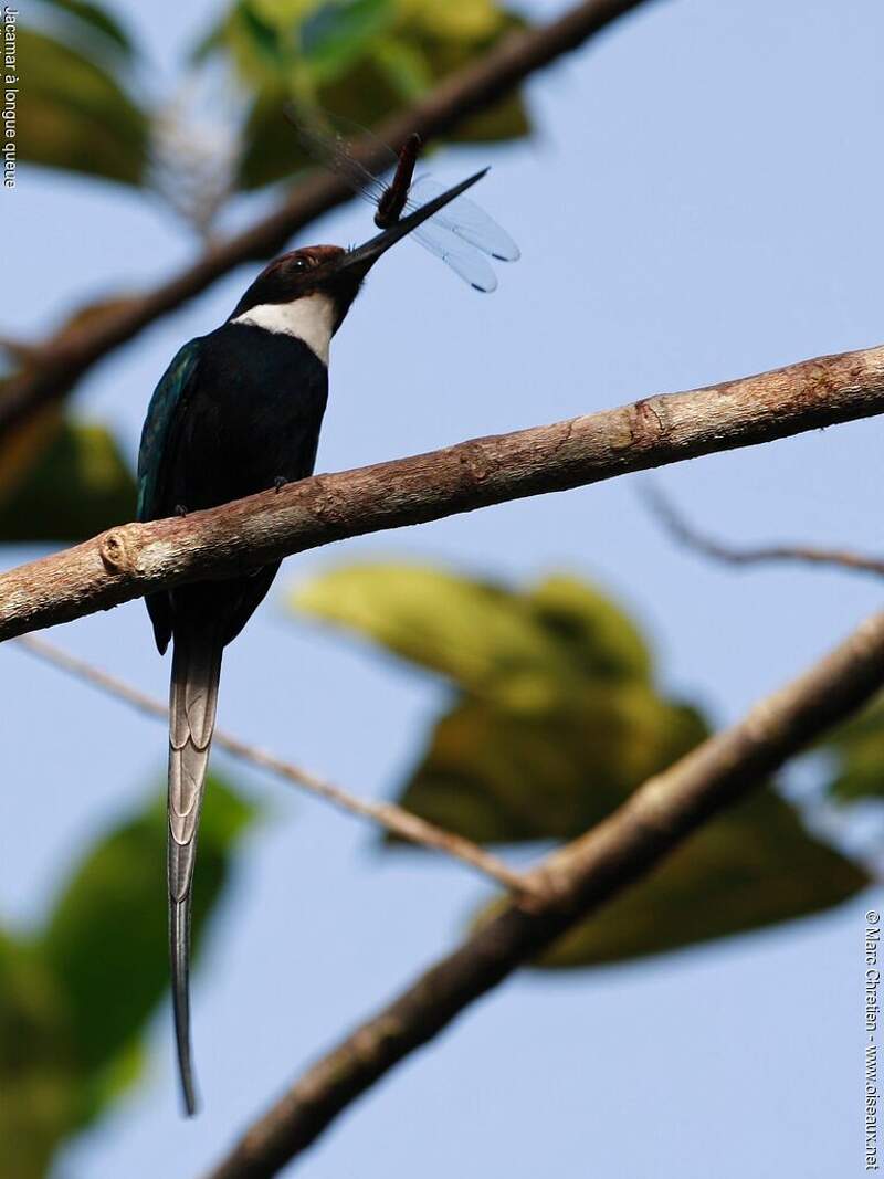 Jacamar à longue queue - mach50739