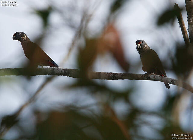 Dusky Parrot - Pionus fuscus - mach34137