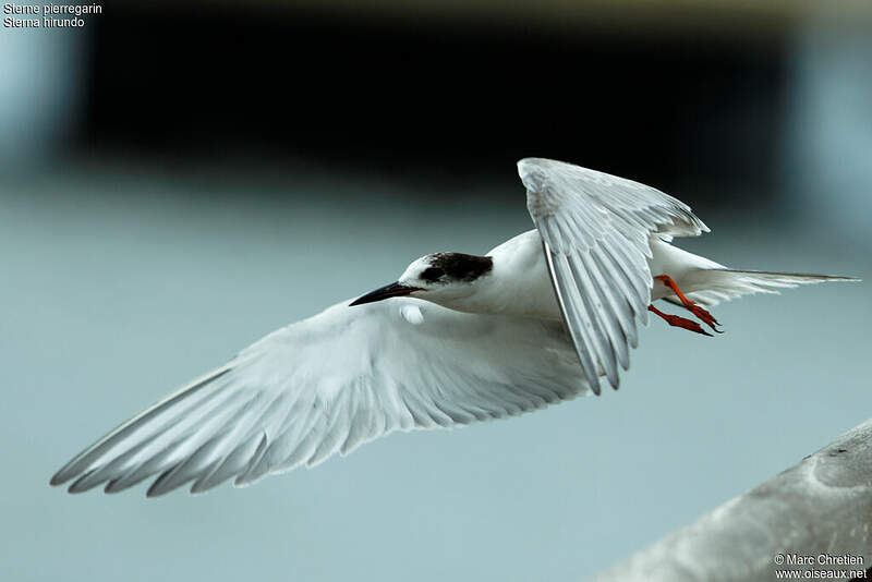 Sterne pierregarin - Sterna hirundo - mach77369