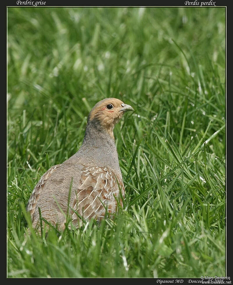 Perdrix grise - Perdix perdix - mdec84931