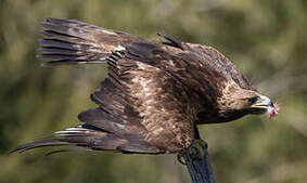Aigle royal - Aquila chrysaetos