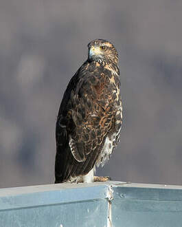 Buse de Harris - Parabuteo unicinctus