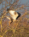 Buse pattue - Buteo lagopus