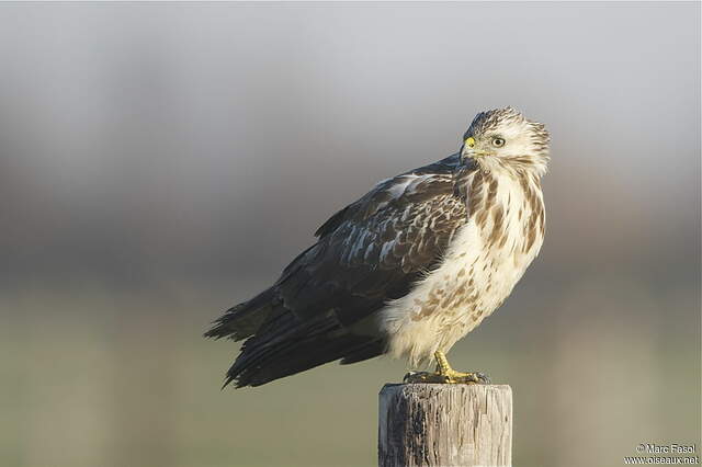 Buse variable - mafa113517
