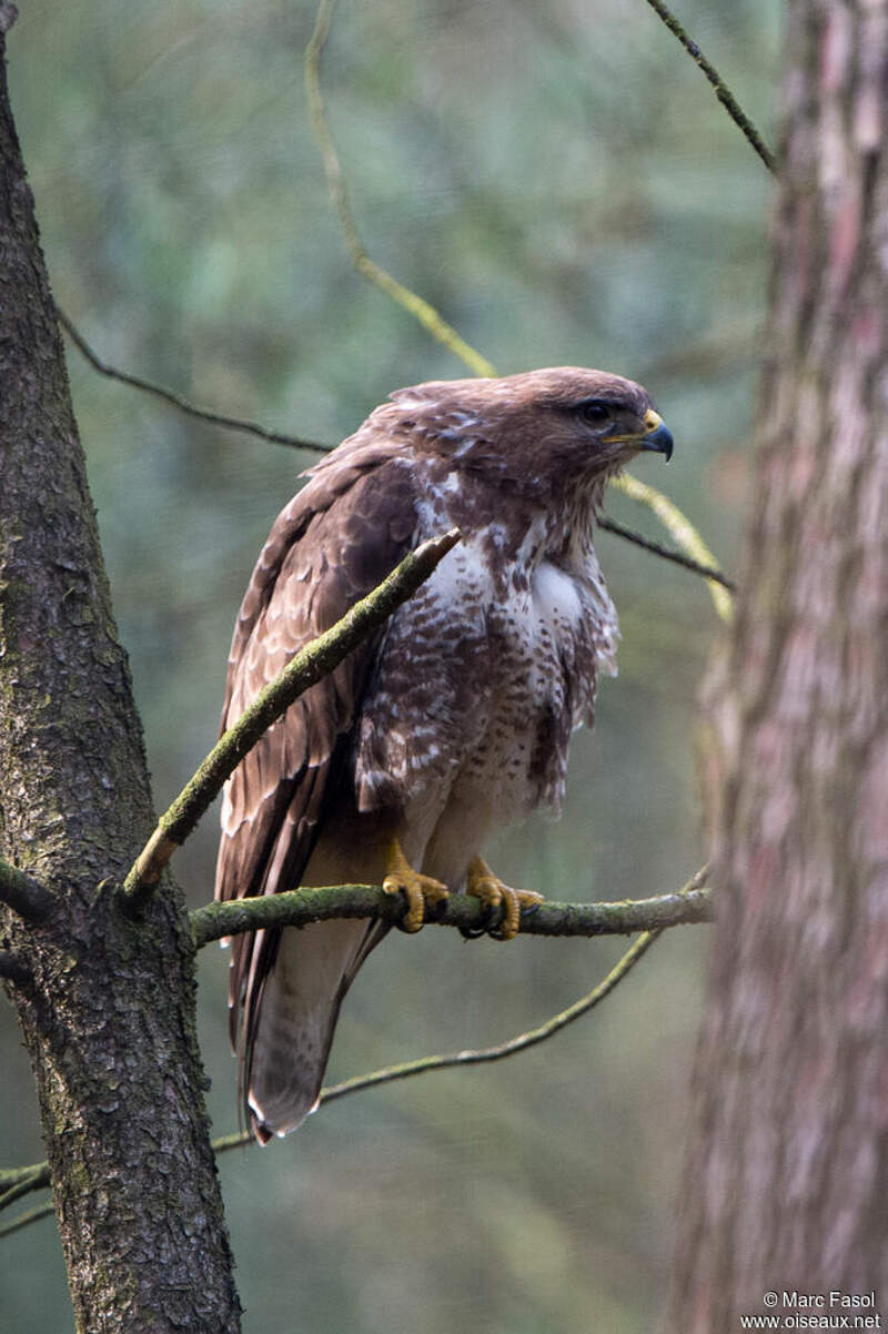Buse variable adulte - mafa245389