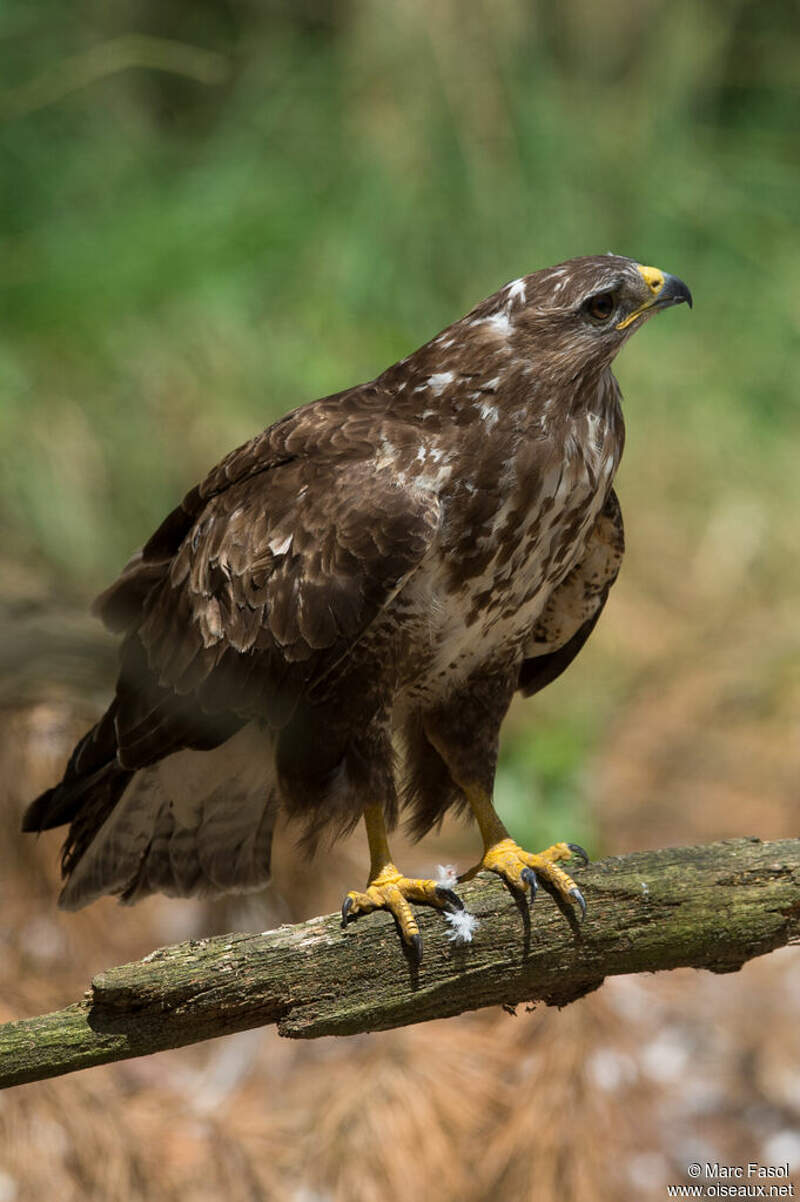 Buse variable adulte - mafa246499
