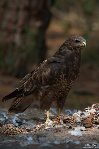 Buse variable juvénile - mafa248687