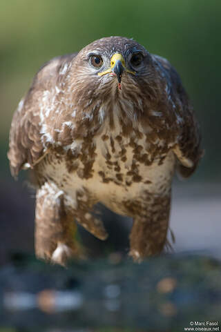 Buse variable adulte nuptial - mafa267306