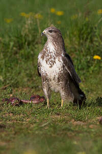 Buse variable - Buteo buteo