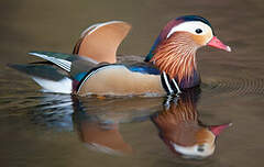Canard mandarin - Aix galericulata