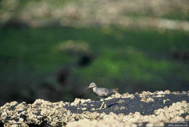 Chevalier errant adulte - mafa125232