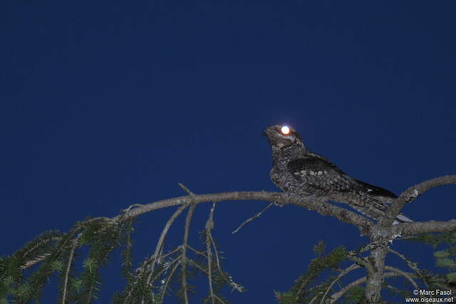 Engoulevent d'Europe mâle adulte nuptial - mafa86041