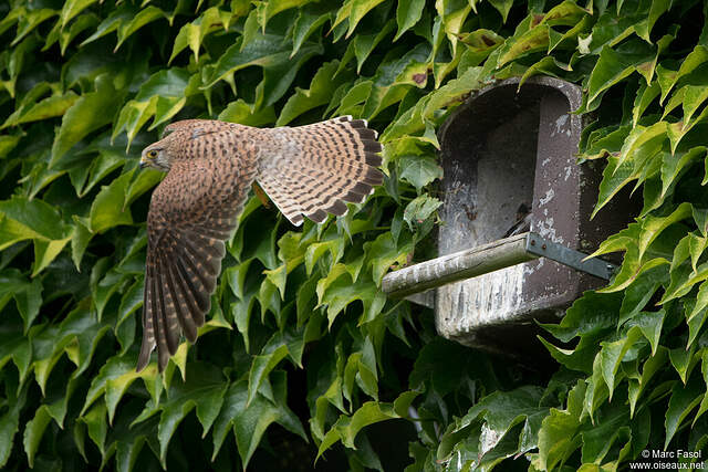 Faucon crécerelle femelle adulte nuptial - mafa341352