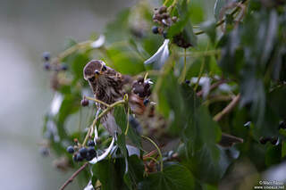 Grive mauvis adulte - mafa310160