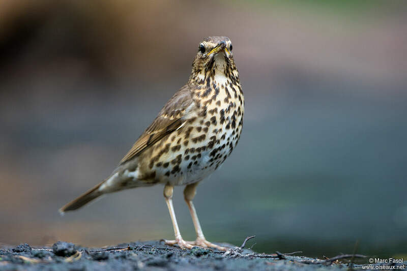 Grive musicienne adulte - mafa269087