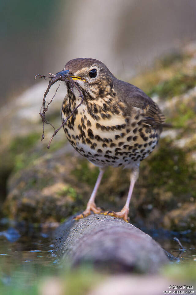 Grive musicienne adulte - mafa311171