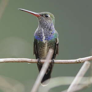 Ariane saphirine - Chionomesa lactea