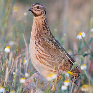 Caille des blés - Coturnix coturnix