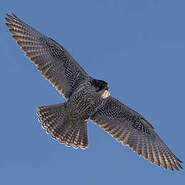 Faucon gerfaut - Falco rusticolus