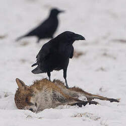 Grand Corbeau - Corvus corax