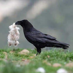 Grand Corbeau - Corvus corax