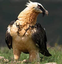 Gypaète barbu - Gypaetus barbatus