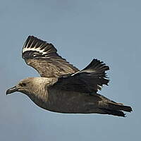 Labbe de McCormick - Stercorarius maccormicki