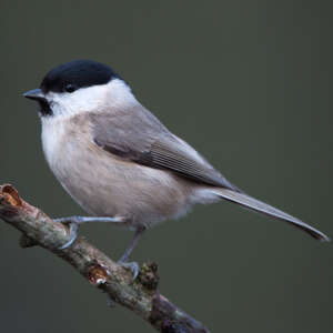 Mésange nonnette - Poecile palustris