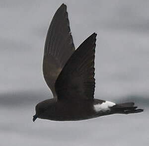 Océanite de Wilson - Oceanites oceanicus