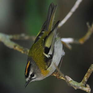 Madeira Firecrest - Regulus madeirensis
