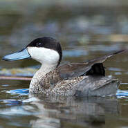 Puna Teal - Spatula puna